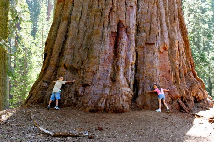 Sekvojovec obrovský - mamutí strom (Sequoiadendron giganteum) - 80 ...